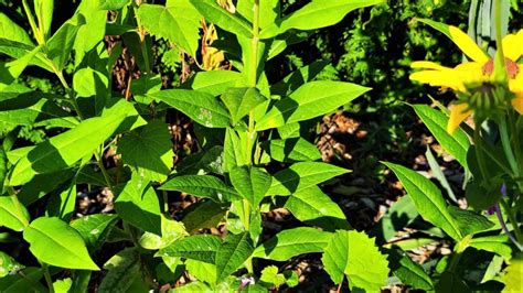 Garden Phlox Facts Identification Grow And Care Growit Buildit