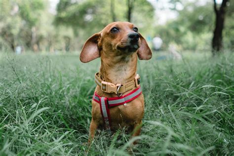 Recognized Dachshund Breed Standards A Comprehensive Guide
