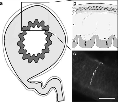 Anatomy Of Echinoderm Intestinal System Showing The Localization Of Download Scientific Diagram