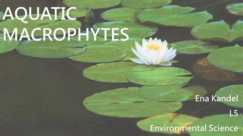 Aquatic Macrophytes Pptx