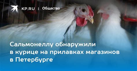Сальмонеллу обнаружили в курице на прилавках магазинов в Петербурге Kp Ru