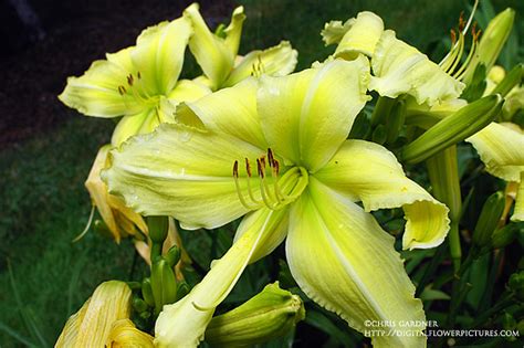 Digital Flower Green Tarantula Daylily