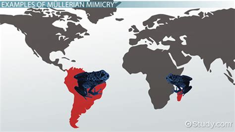 Mullerian Mimicry Definition Evolution And Examples Lesson