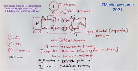 Medicowesome Basal Ganglia Circuit