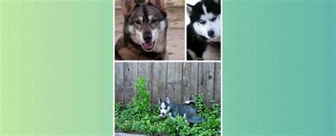 Recycler List View Awesome React Native