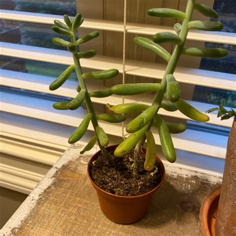 🌞 Is Direct Sunlight Good For My Sedum Adolphi Sunset