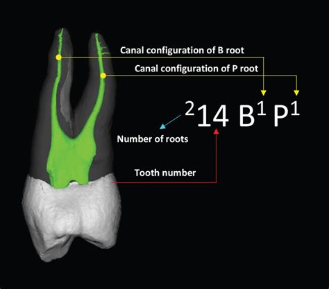 Tooth Root And Canal Anatomy Pocket Dentistry