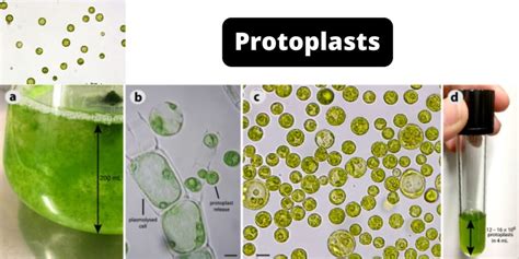 Protoplasts Definition Application And Protoplasts Culture Biology Notes Online