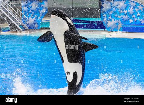 Dressed Killer Whale Orcinus Orca Shamu Stadium Seaworld San Diego
