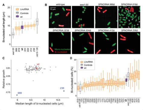 functional profiling of long intergenic non coding rnas in fission