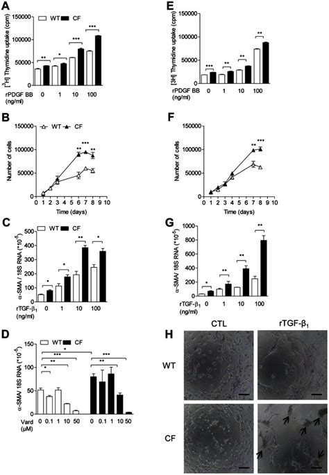 Cell Proliferation And Myofibroblast Differentiation In Cultured Lung