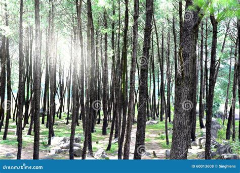 Dense Pine Tree Forest In Foothills Of Himalaya With Sunlight Coming Through The Trees Stock
