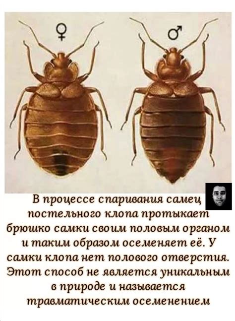 Разновидности клопов 76 фото