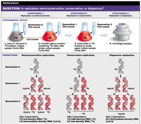 Dna Replication Flashcards Quizlet