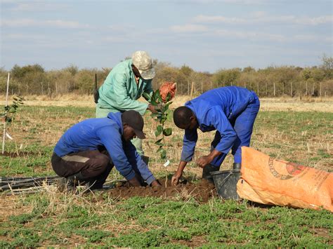 Trees For One Namibia One Namibia