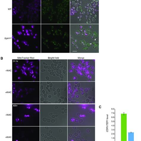 Mitochondrial Ros Production In ∆gem1 Cells A Detection Of
