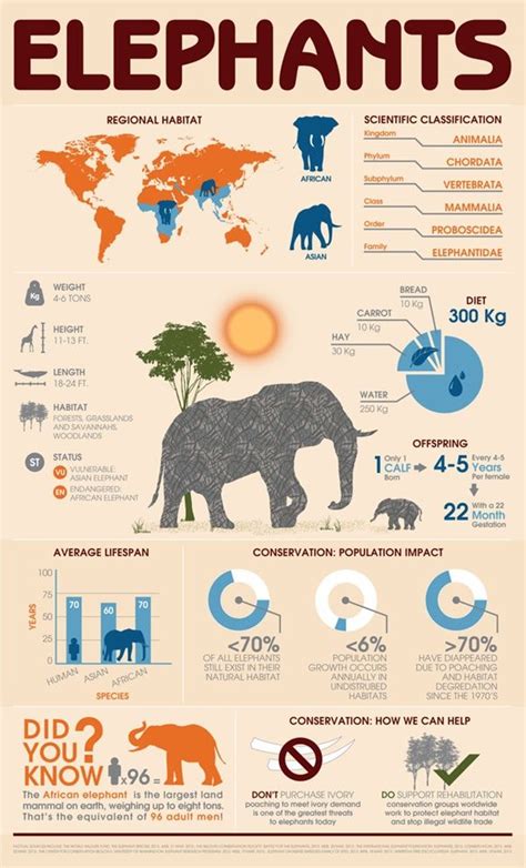 Elephant Infographic All About Elephants Image Elephant Elephas