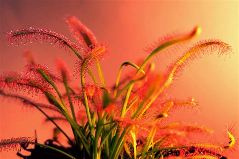 Росянка описание уход в домашних условиях виды и сорта