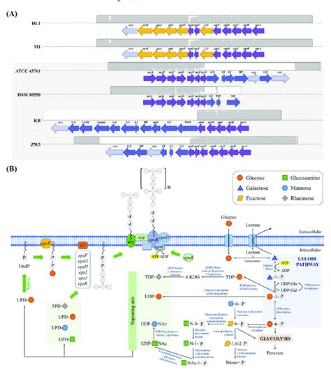 A Genetic Organization Of Eps Gene Clusters In L Kefiranofaciens Download Scientific Diagram
