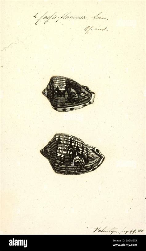 Cassis Flammea Print Cassis Flammea Is A Species Of Large Sea Snail