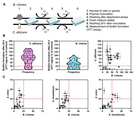真菌在aodmba聚合物上的附着行为