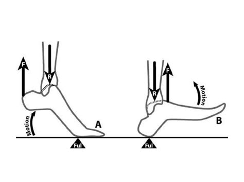 Ankle And Tibiofibular Joint Pptx