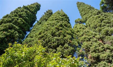 12 Fast Growing Evergreen Trees For Quick Privacy