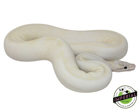 Pastel Ivory Ball Python For Sale Imperial Reptiles Imperial