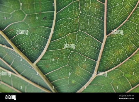 Fiddle Leaf Fig Close Up With Vibrant Green And Crisp Veins In The