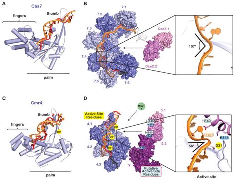 A Conserved Structural Chassis For Mounting Versatile Crispr Rna Guided