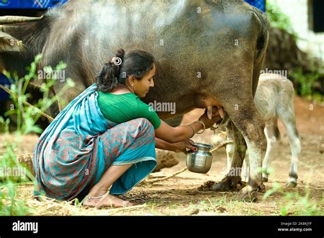 Milking Cows By Hand
