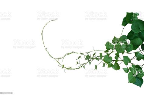 하트 모양의 녹색 잎 야생 Yam 또는 공기 감자의 덩굴 뒤틀린 튜브 등반 포도 나무 정글 식물 부시 흰색 배경에 고립 된 클리핑 경로 포함 덩굴에 대한 스톡 사진 및 기타