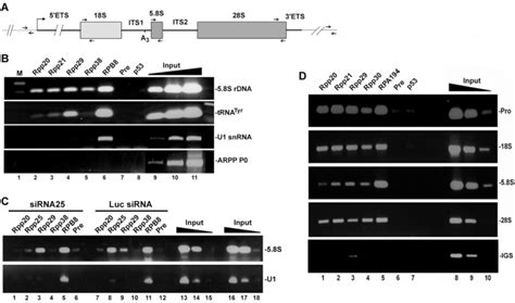 A Structure Of A Rrna Gene Showing 18s 5 8s And 28s Rrna Flanked By Download Scientific
