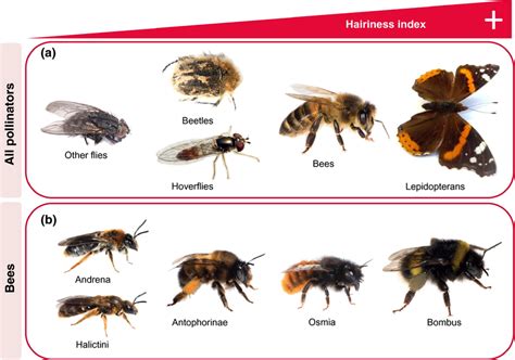 Pollinator Groups A And Bee Taxa B Ordered By Increasing Hairiness Download Scientific