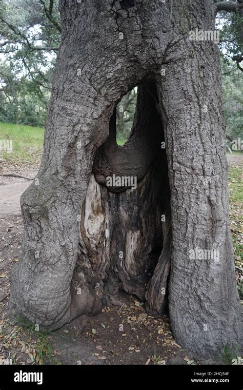 Big Tree Trunk With A Hole In A Forest Stock Photo Alamy