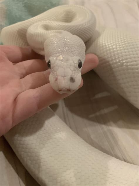 Please Help⚠️ Ball Python Nostril Complication I Noticed That My