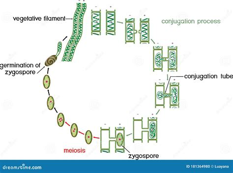 Structure Of Spirogyra Charophyte Green Algae With Titles Vector Illustration Cartoondealer