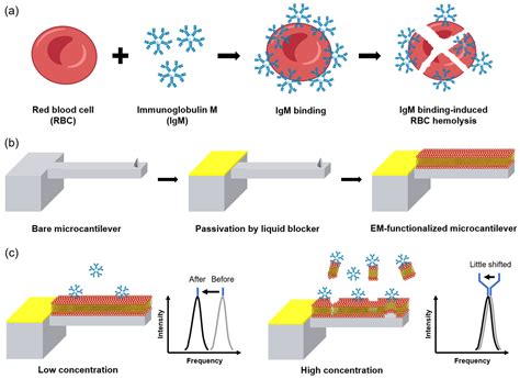Hemolysis Inspired Highly Sensitive Label Free Igm Detection Using Erythrocyte Membrane