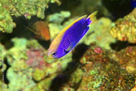 Starks Demoiselle · Chrysiptera Starcki · Reeflings Library