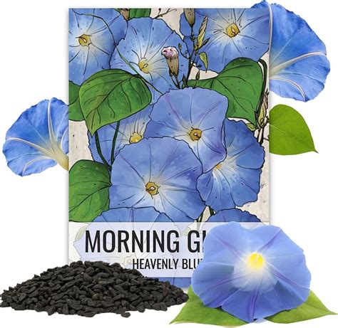 Bulk Heavenly Blue Morning Glory Seeds