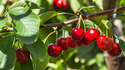 What Are Growing Zones And What Do They Mean For Your Garden