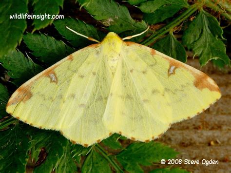 The Brimstone Moth And Caterpillar Opisthograptis Luteolata Wildlife