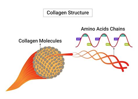 Collagen Molecules Structure Amino Acids Chains Infographics Vector