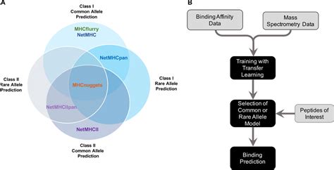 High Throughput Prediction Of Mhc Class I And Class Ii Neoantigens With Mhcnuggets Pmc