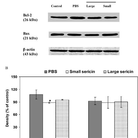 Effect Of Sericin On The Expression Of Bcl 2 And Bax Proteins In Sw480