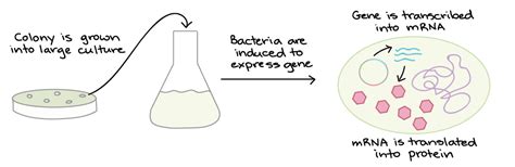 Plasmid Dna Transformation