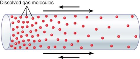 Principles Of Gas Exchange Diffusion Of Oxygen And Carbon Dioxide Through The Respiratory