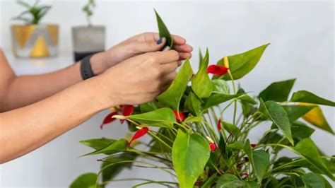 How To Plant Anthurium