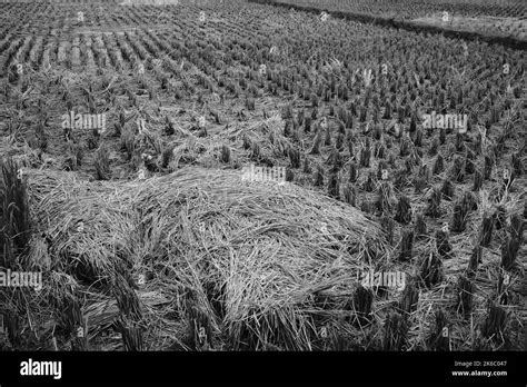 Harvested Grain View Of Rice Fields And Haystacks That Have Been Harvested Cikancung
