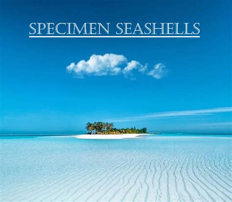 Conch Shell Conch Shell Added A New Photo